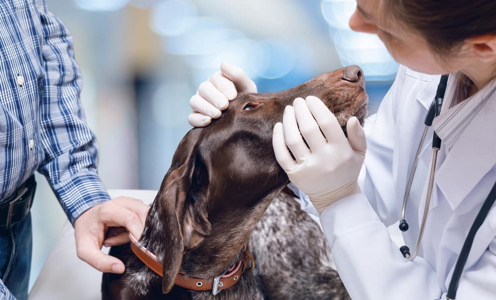 Dog Allergy Testing: Blood vs. Skin, What Are the Pros and Cons?