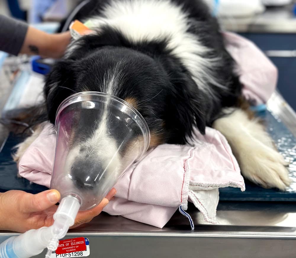 Canine And Feline Airway Management - Vetamac