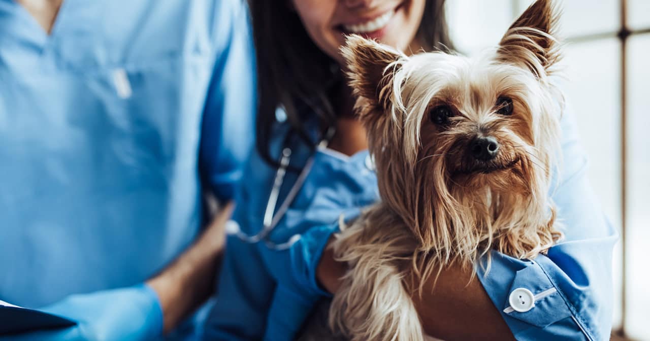 OSHA Compliance Checklist: Avoiding Common Violations in Vet Practices ...