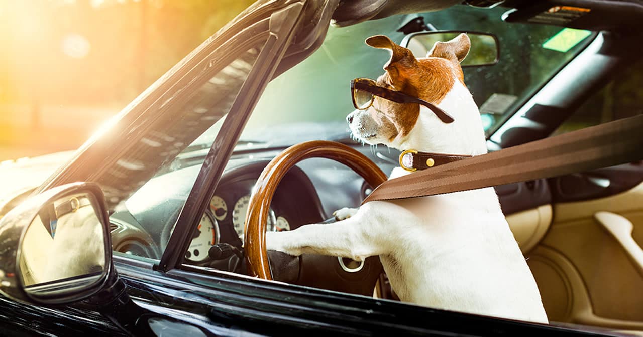 Mobile Veterinary Care: What You Need to Know Before Starting Your Own ...